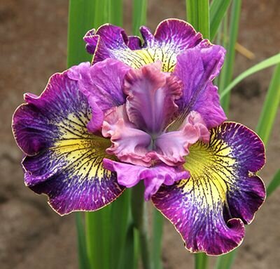 Ирис сибирский Хау Одейшс 2 шт