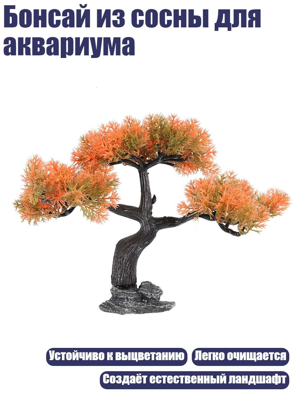 Бонсай из сосны для аквариума, Сосна Туя на закате
