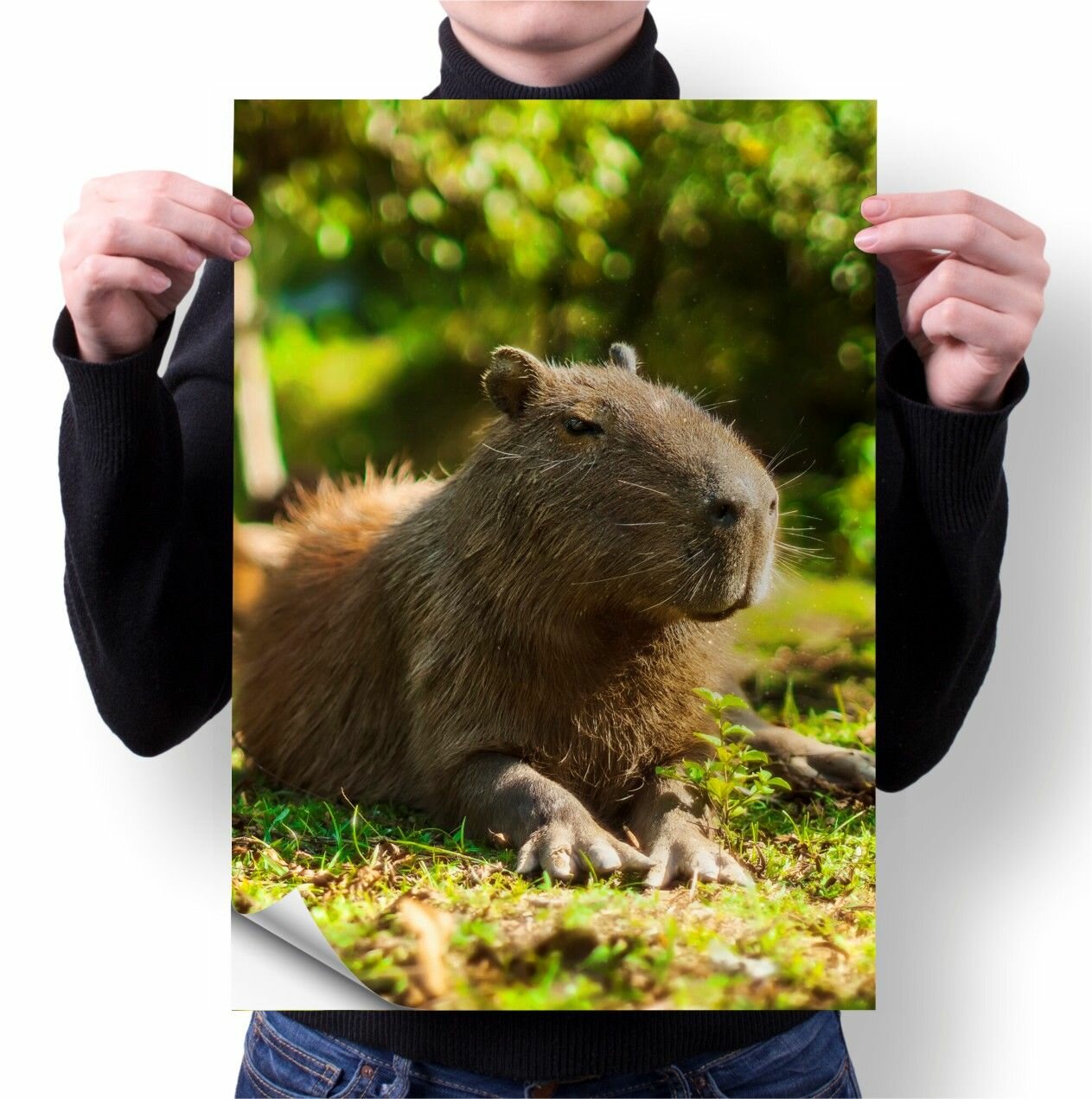 Плакат А4 принт "Capybara v2, Капибара" - v0016