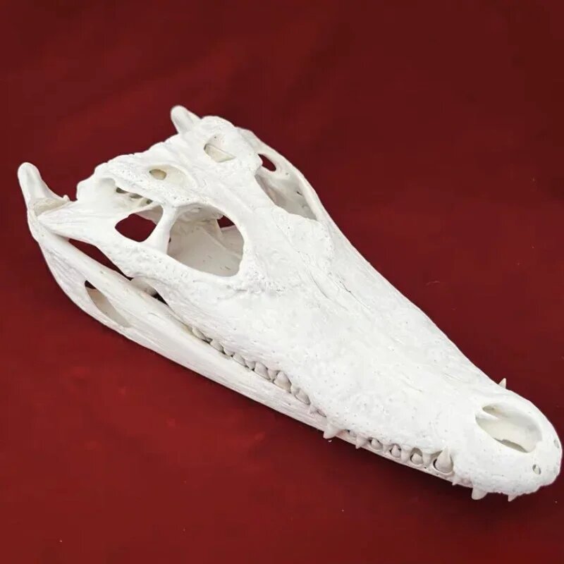 Коллекционная статуэтка черепа крокодила из смолы Crocodile 20-25CM