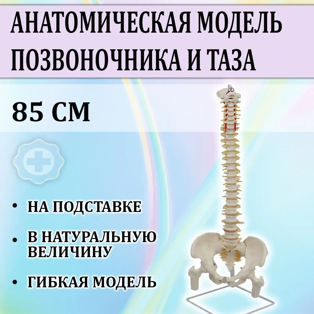 Анатомическая модель позвоночника и таза человека с бедренной костью 85 см в натуральную величину, на подставке
