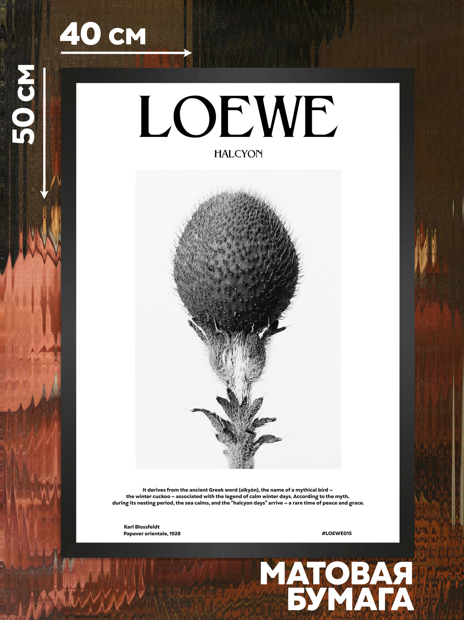 Постер, макро, Карл Блосфельд, LOEWE#15, для интерьера Casa Paterna, растения, фотография, ботаника
