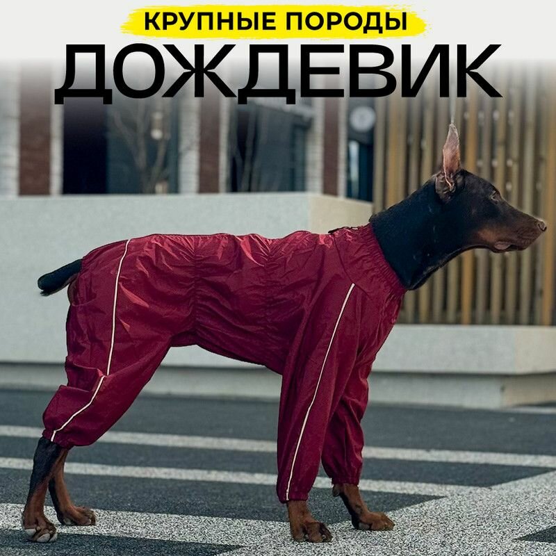 Одежда для животных