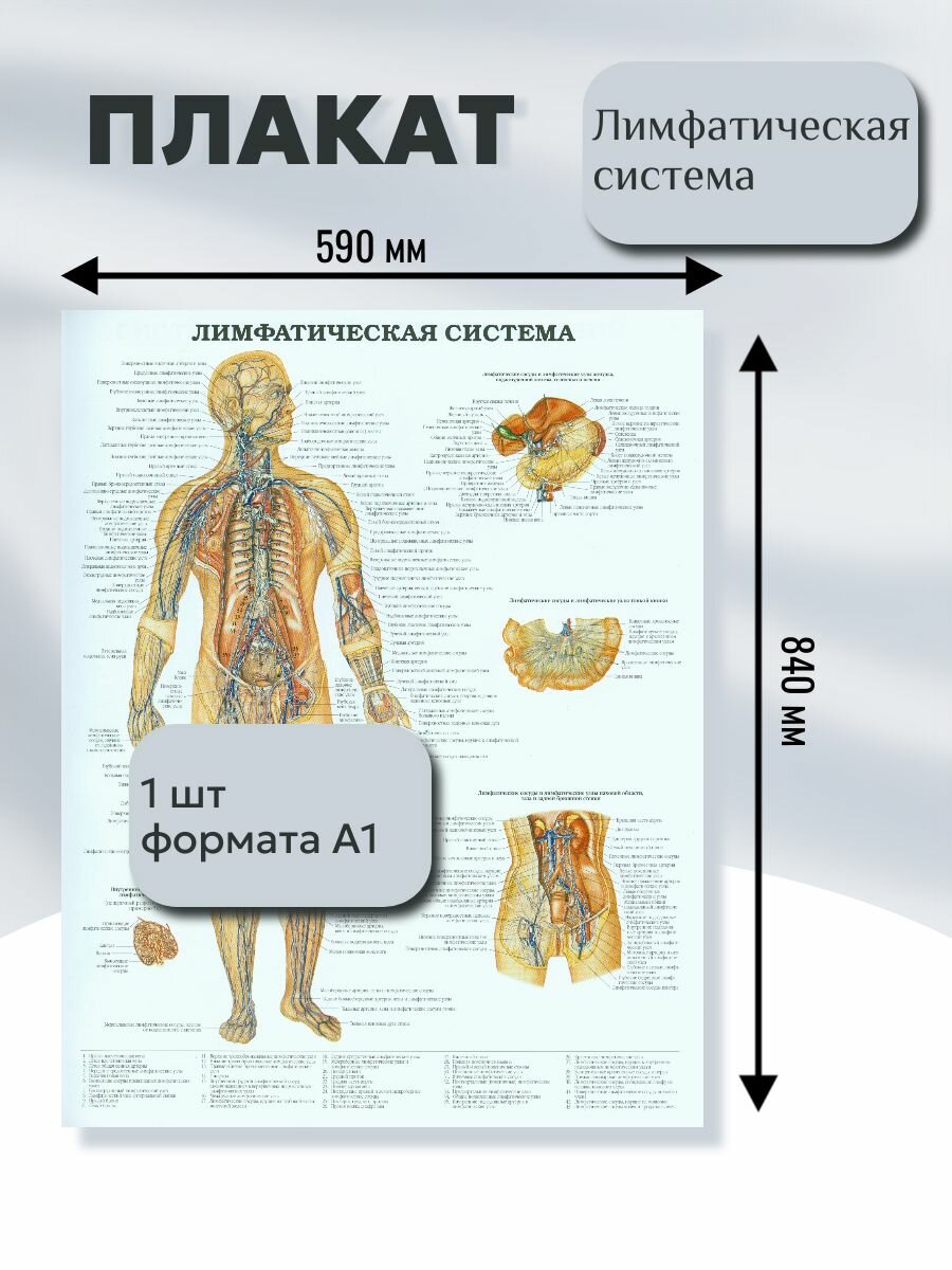 Постер "Лимфатическая система", А1, фотобумага, светло-коричневый, 85 см x 60 см