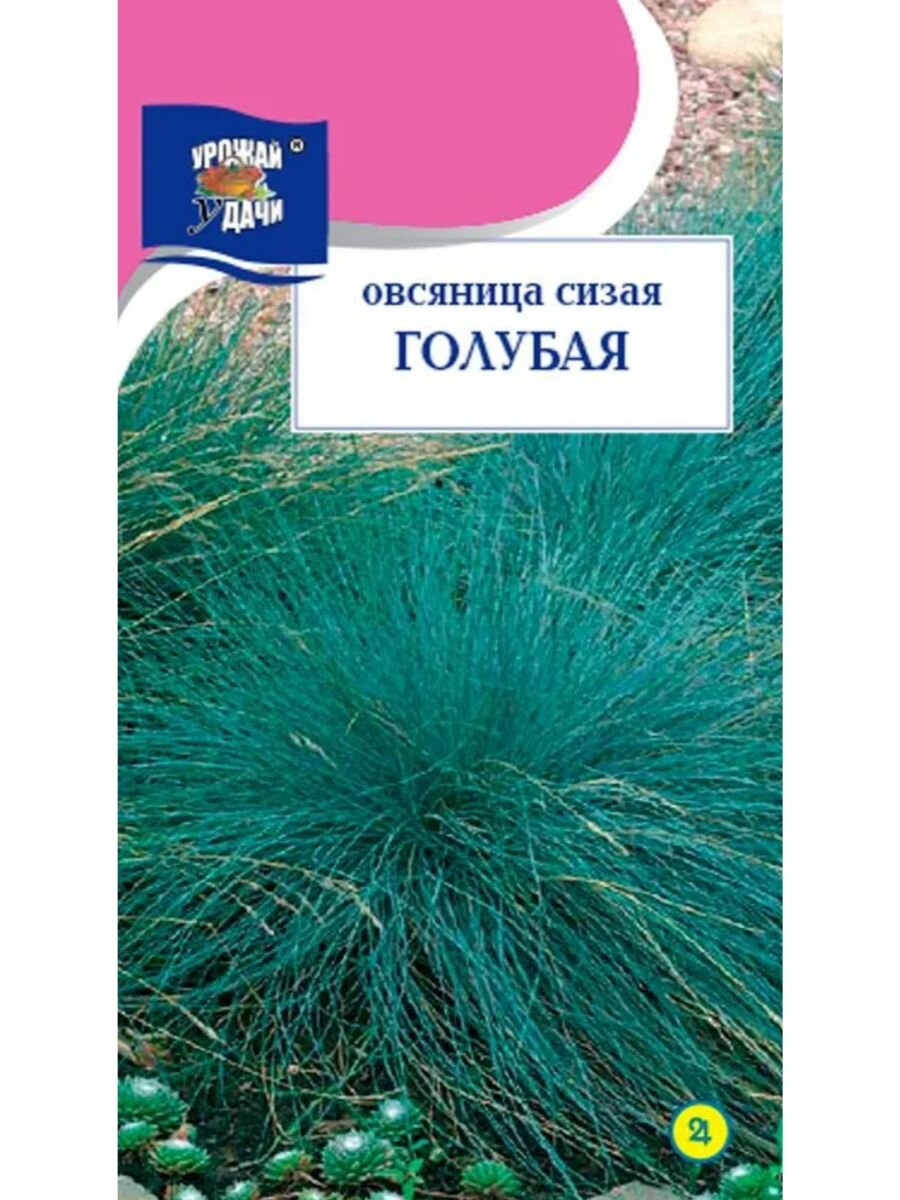 Овсяница Сизая Голубая 0,1 г, декоративный злак, почвопокровник, хорош для альпинариев, контейнерных композициях, газонных травосмесях