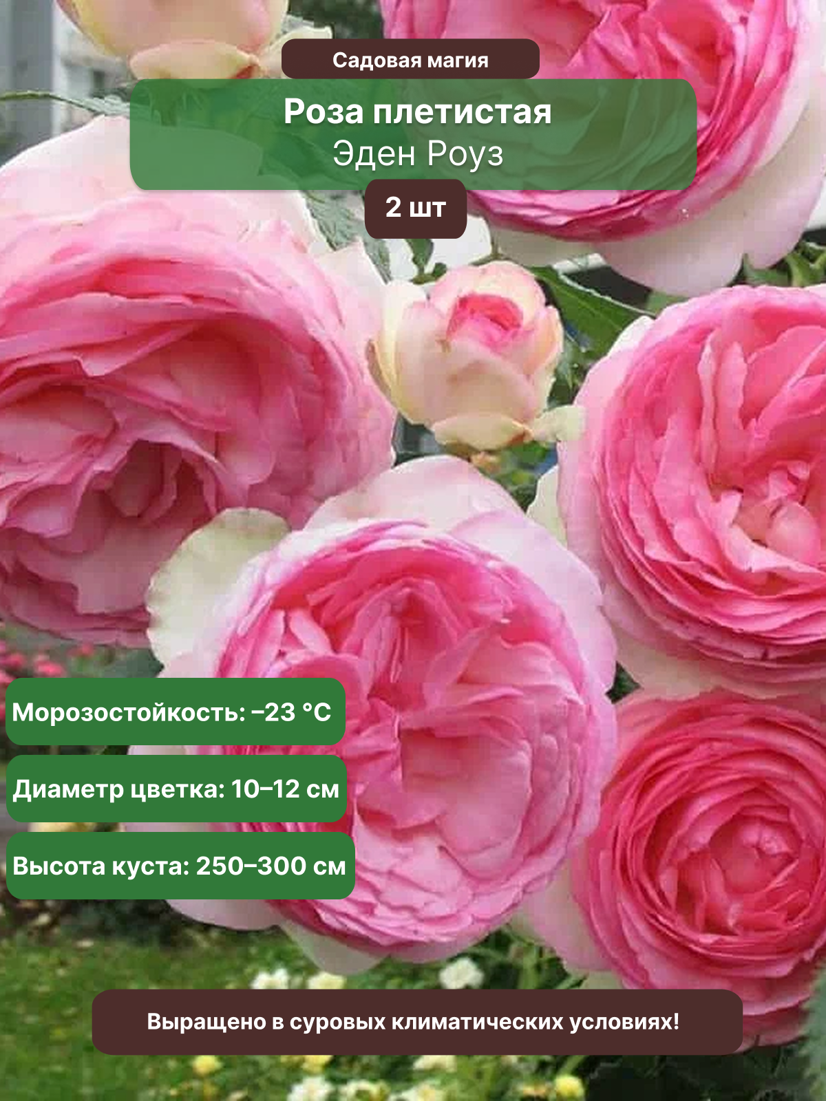 Роза плетистая "Эден Роуз", 2 саженца, розовая, многолетник, ЗКС