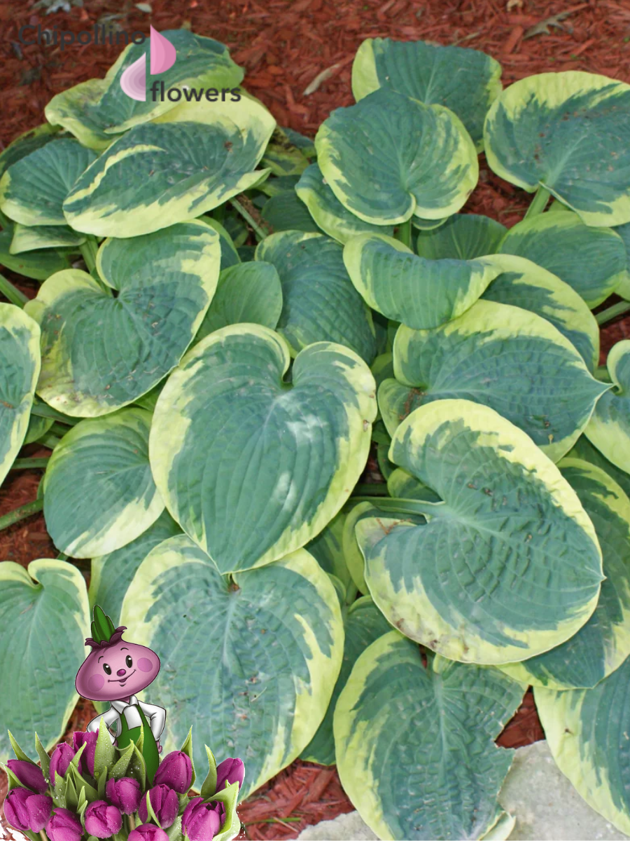 Клубни цветов, chipollino flowers, Хоста ABIQUA MOONBEAM ( 1 штука )