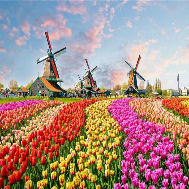 Пазл из 500 деталей "Пейзажи" 523Dutch Windmill