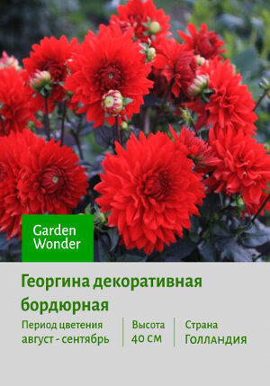 Георгина декоративная бордюрная Гарден Вондер (Garden Wonder) 2 шт. Сотка