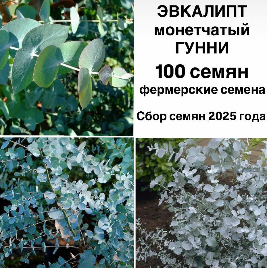 Эвкалипт монетчатый гунни - 100 семян