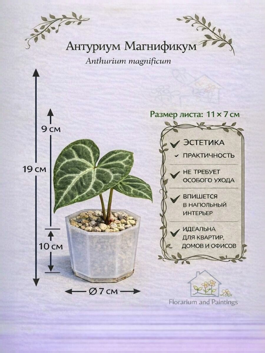Anthurium Magnificum (Магнификум Антуриум Великолепный) Желто-Зеленый, Горшок 8*6 см, 1 шт.