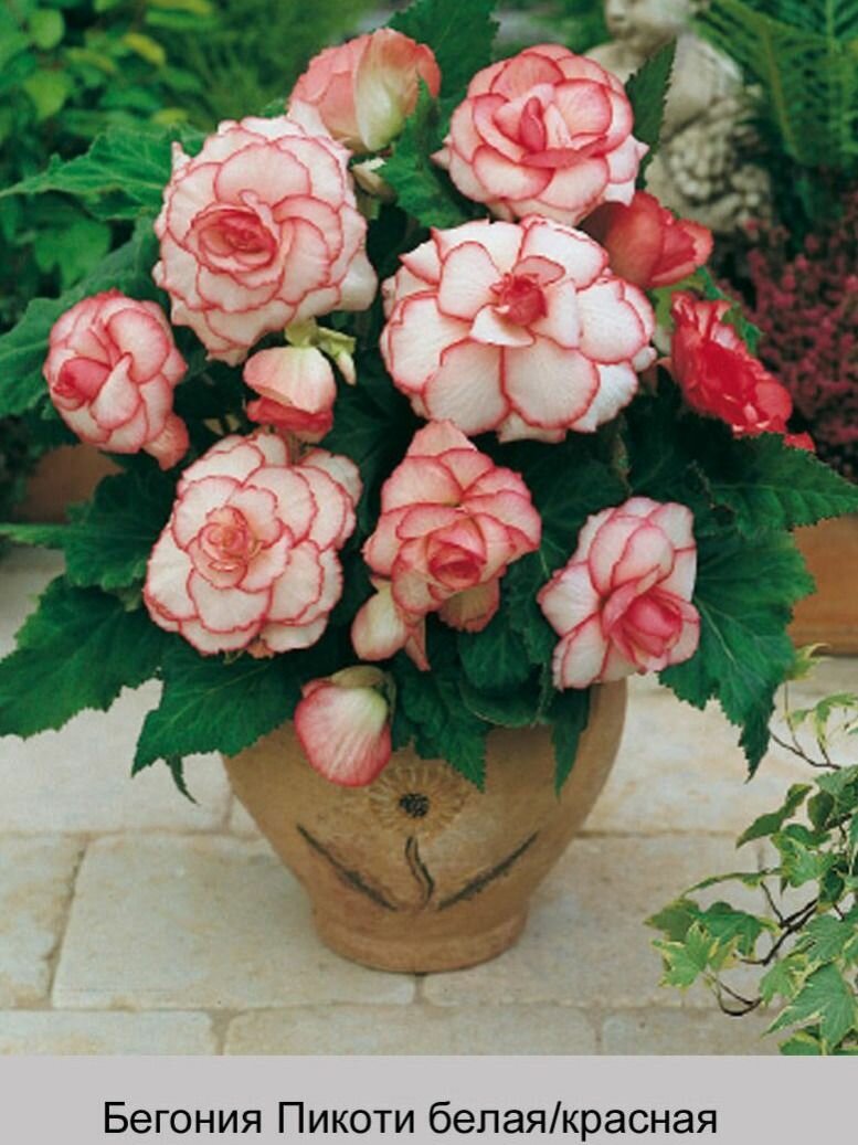 Бегония Пикоти белая с красным (Picotee white/red) 10 шт сотка