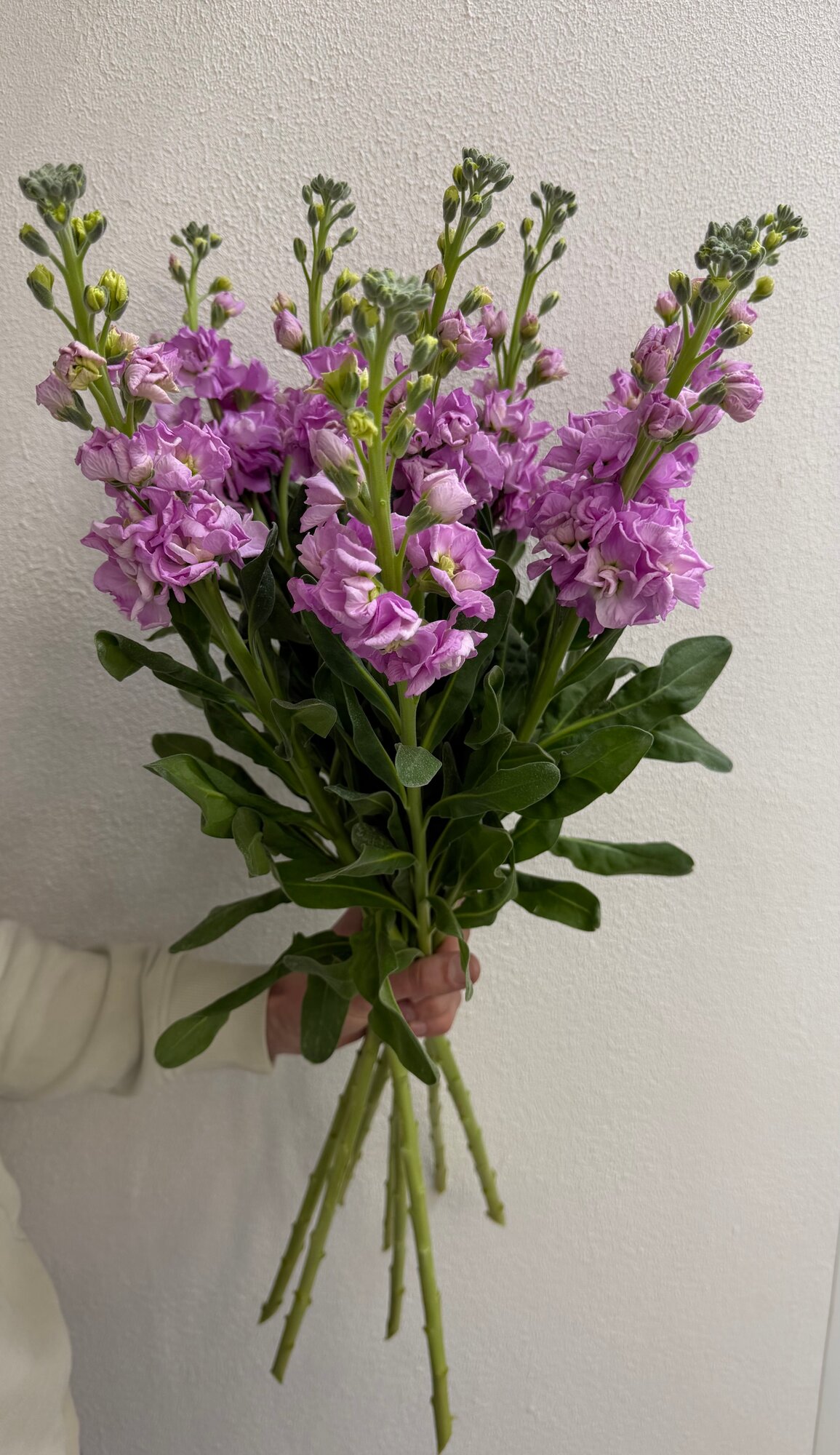 Маттиола лиловая