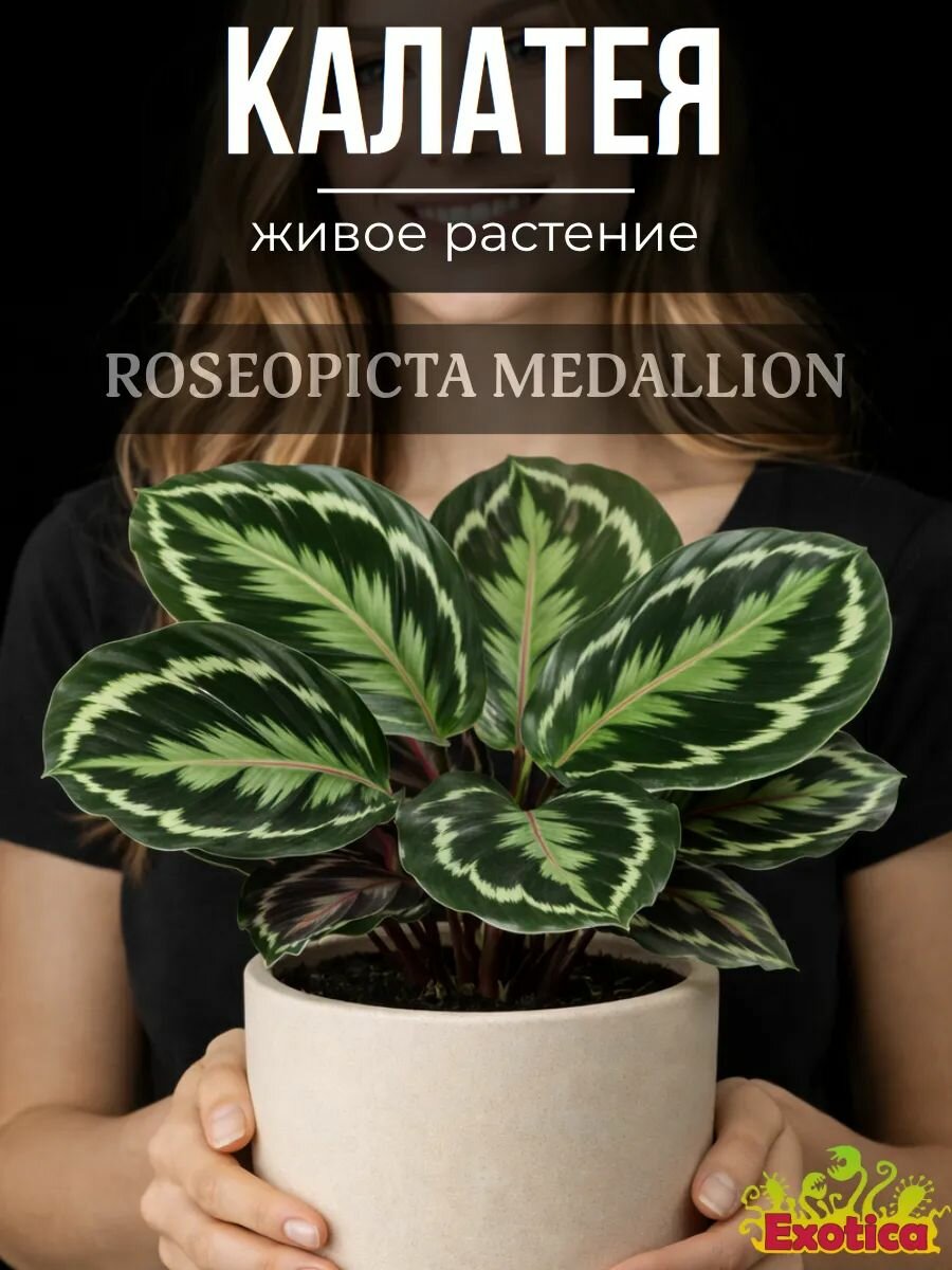 Калатея Медальон (Calathea Roseopicta Medallion) D12см, комнатное растение