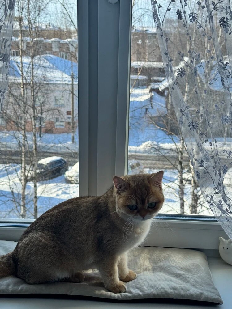 Лежанка 24*78 для кошек на узкий подоконник. Антискользящая