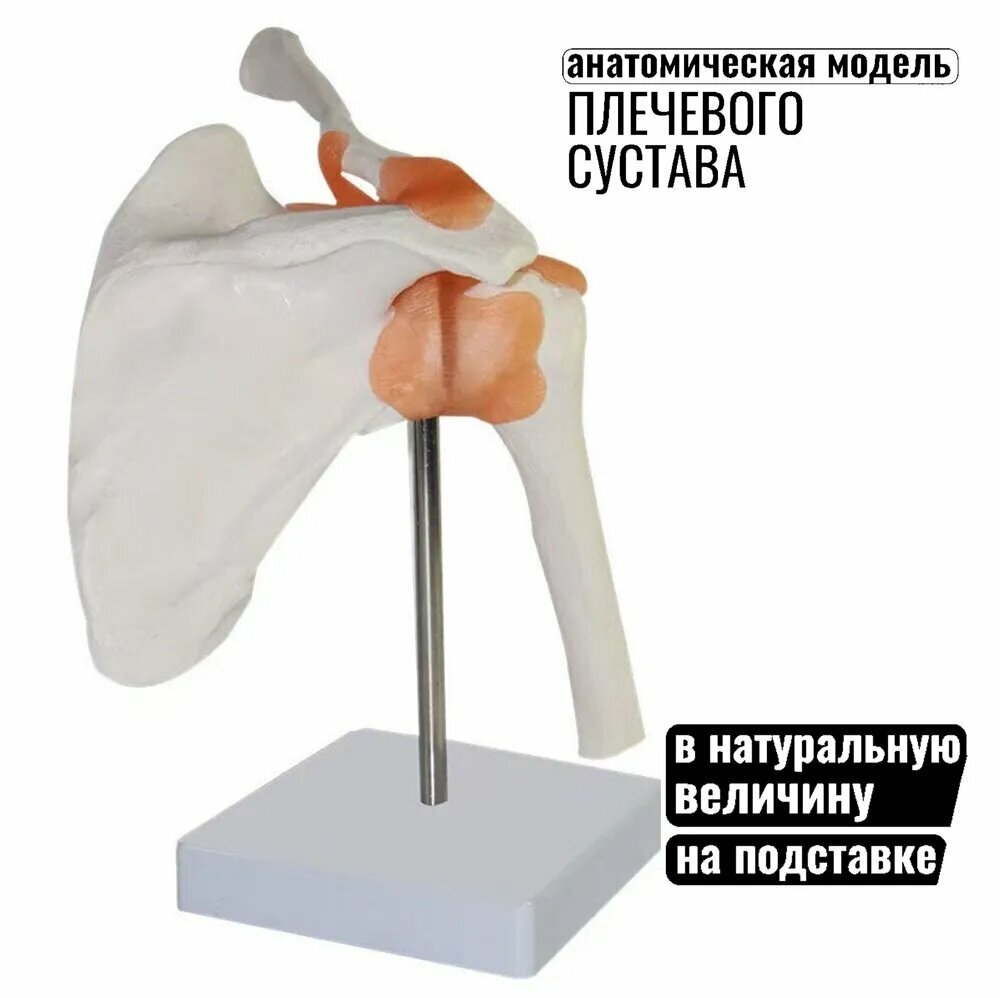 Макет плечевого сустава, анатомическая модель для обучения 23x15x15 см, детализированная наглядная модель костей, хрящевых соединений, связок и сухожилий для студентов и физиотерапевтов