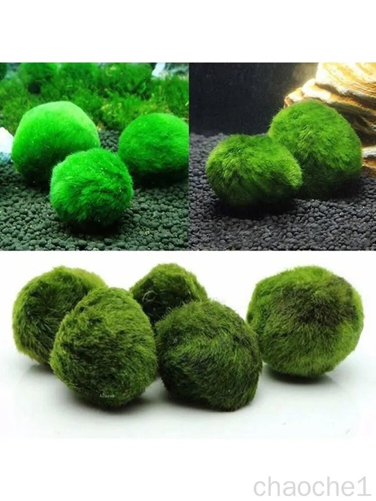 1 шт./2 шт. 3 4 см шарики из мха Marimo для живых аквариумных растений, водорослей