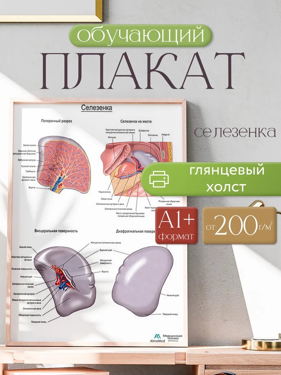 Селезенка, плакат А1+, глянцевый холст от 200г/м2