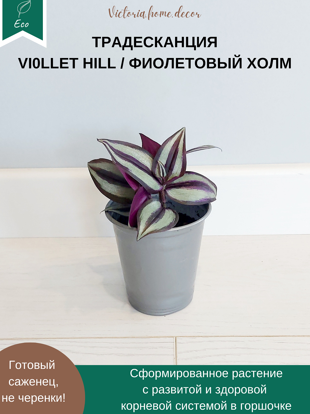 Традесканция Zebrina Viollet Hill/ Зебрина Фиолетовый холм/ Silvеr Рlus — фото 1
