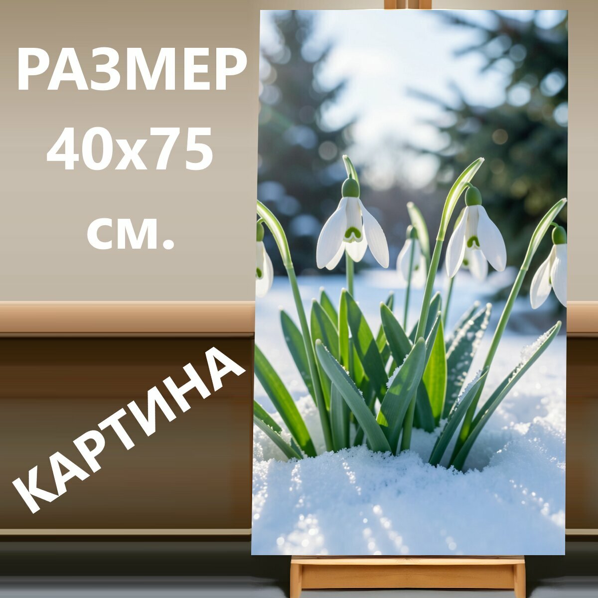 Картина на холсте "Белые подснежники в снегу. Нежные весенние первоцветы, пробивающиеся сквозь снежный покров, на фоне размытых хвойных." на подрамнике 75х40 см. для интерьера
