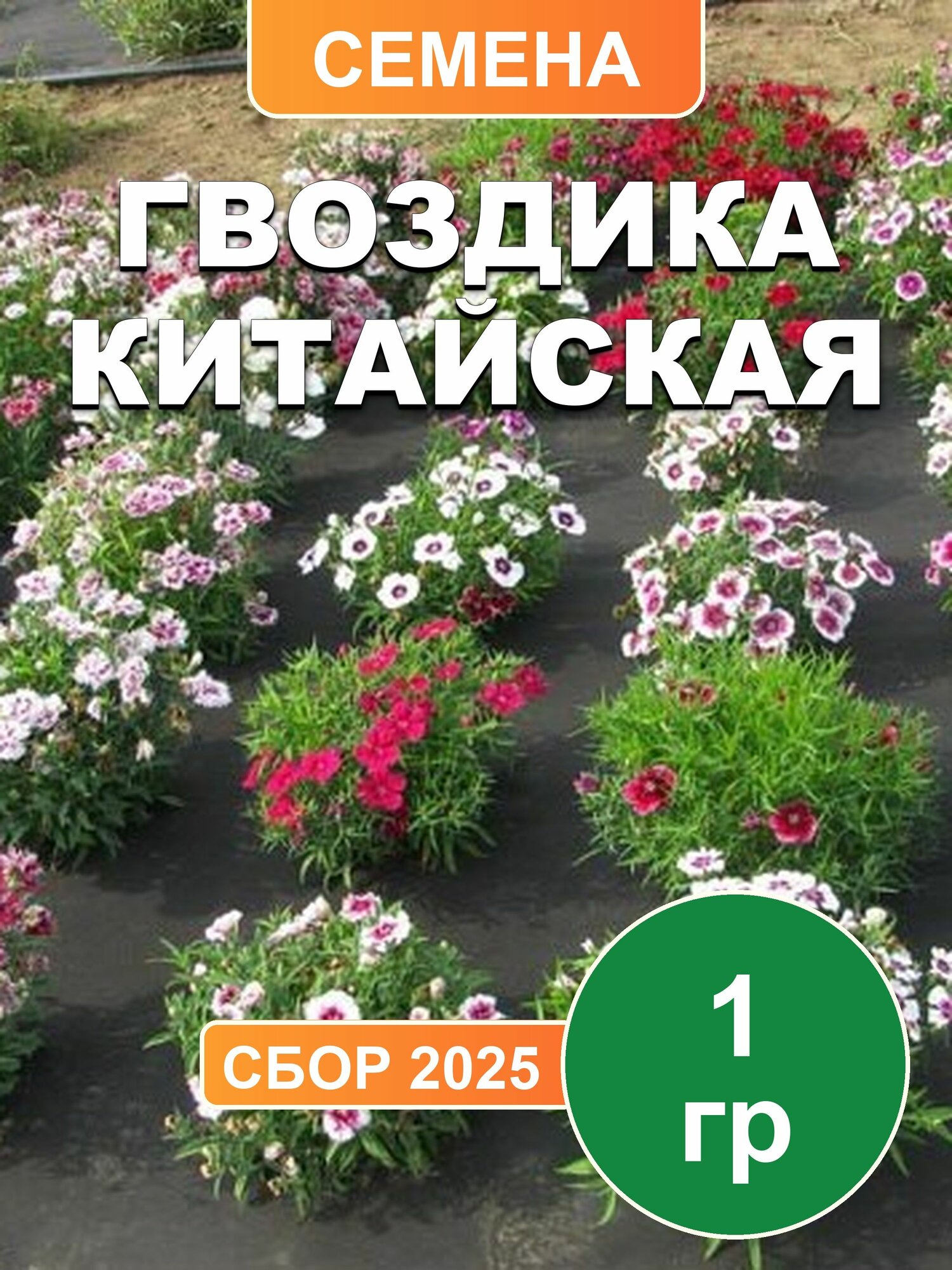 Гвоздика китайская микс, семена, 1гр