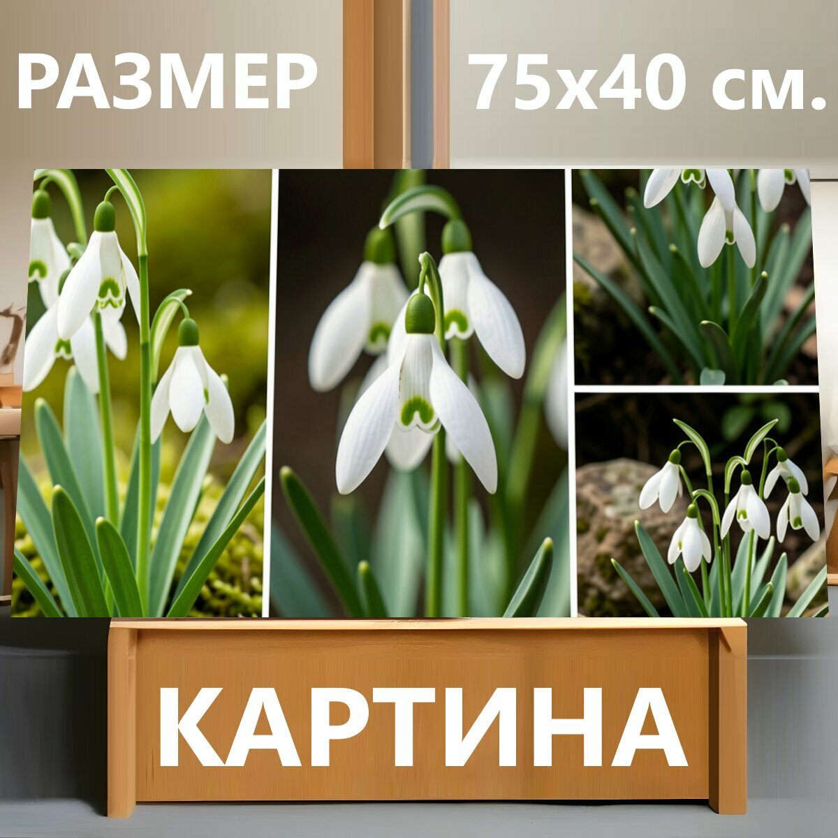 Картина на холсте "Белые подснежники в лесу. Нежные весенние первоцветы с белыми поникшими бутонами и зелёными листьями среди мха и камней." на подрамнике 75х40 см. для интерьера