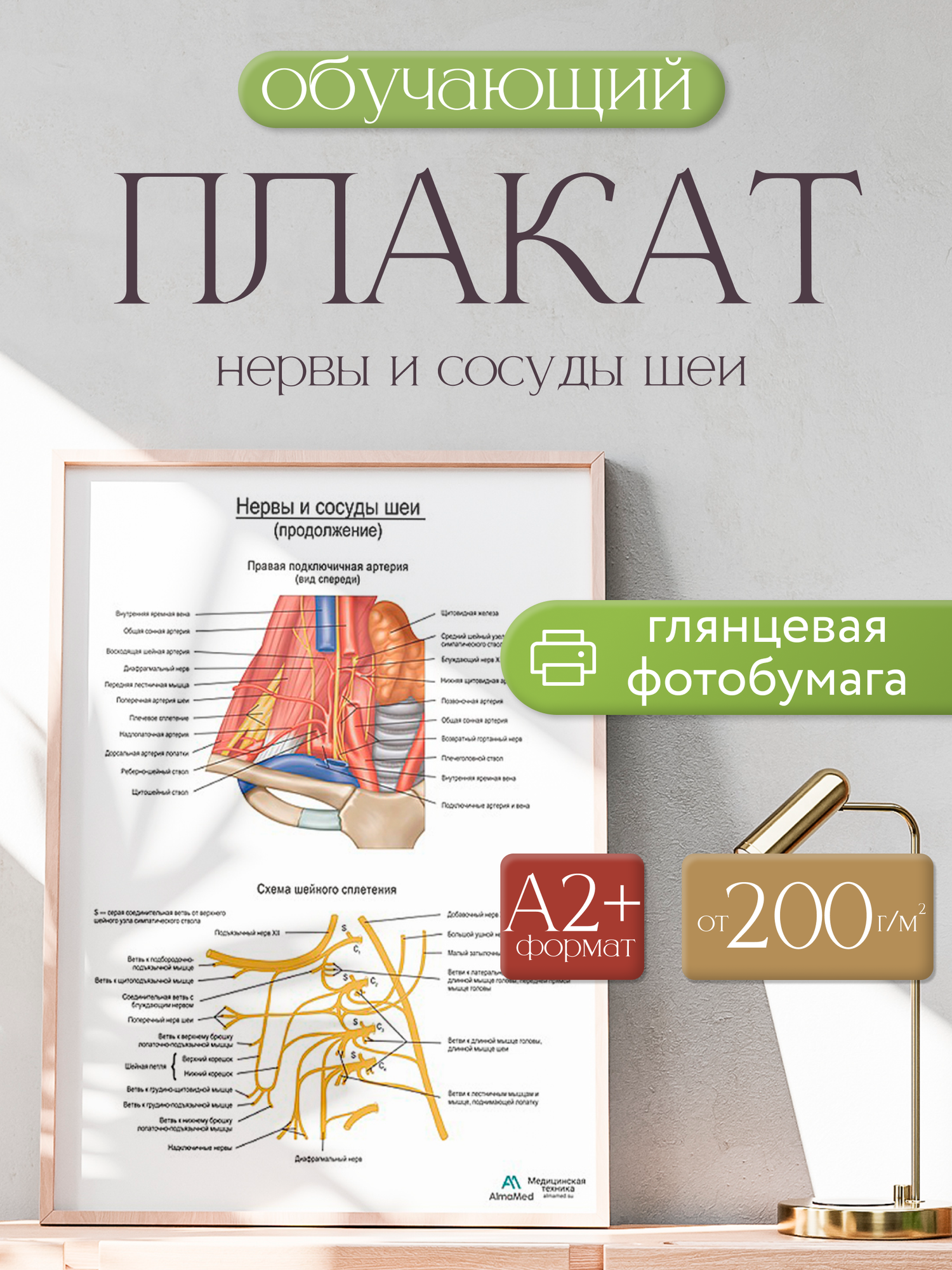 Обучающий плакат "Нервы и сосуды шеи (продолжение)", размер А2+, глянцевая фотобумага от 200г/м2