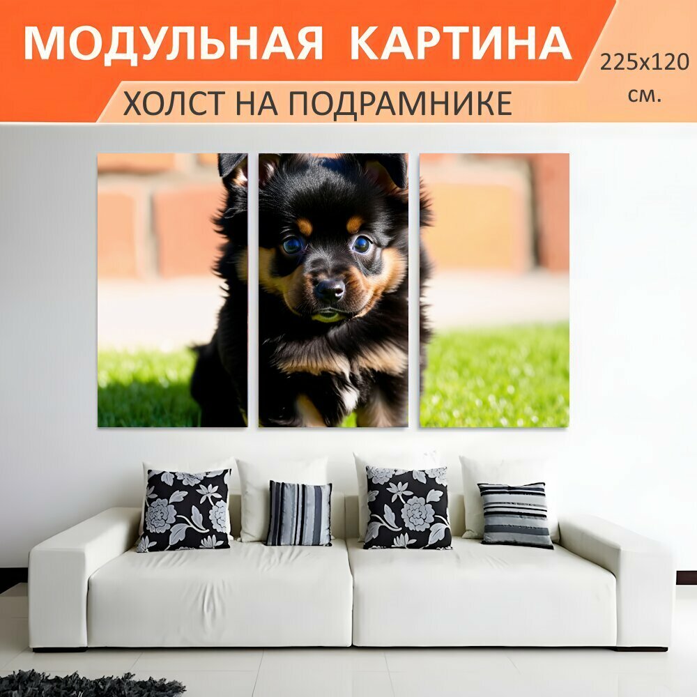 Модульная картина на холсте "Черный шпиц puppy, маленький, пушистый, с большими глазами, уши стоят, на зеленой траве, размытый фон." триптих на подрамнике 225х120 см. для интерьера
