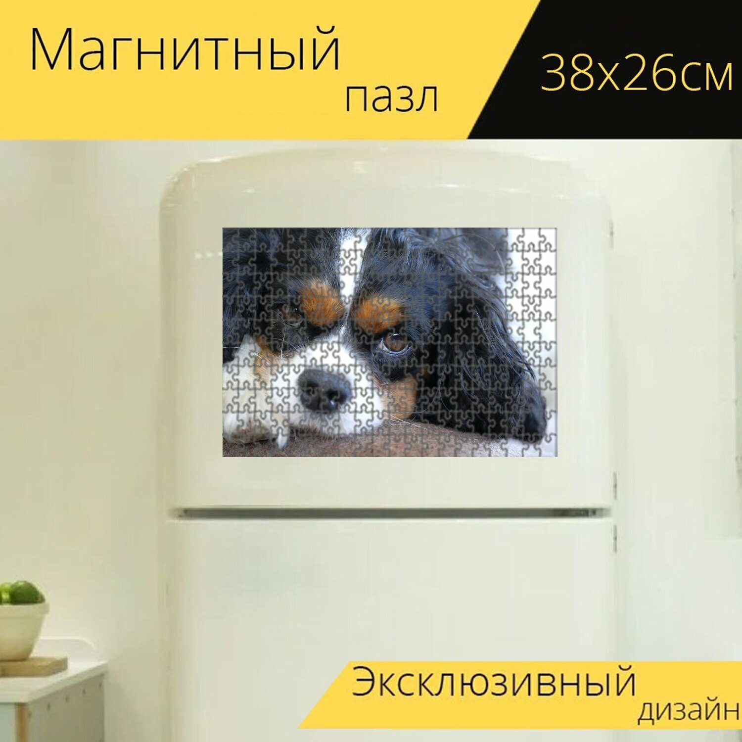 Магнитный пазл "Кавалер кинг чарльз, кавалер кинг чарльз спаниель, спаниель" для интерьера, 38х26 см.