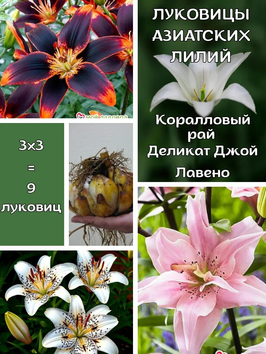 Азиатские лилии, сет из 3 сортов, луковицы 9 штук