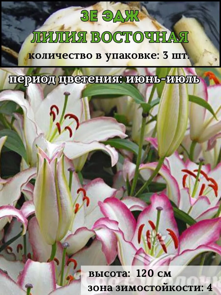 Лилия восточная, луковицы 3 штуки