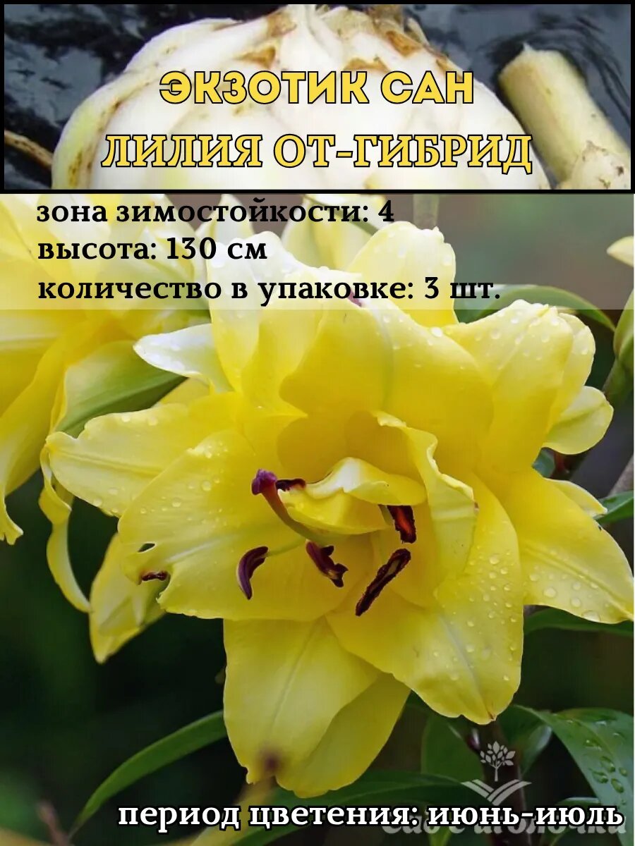 Лилия от-гибрид, луковицы 3 штуки