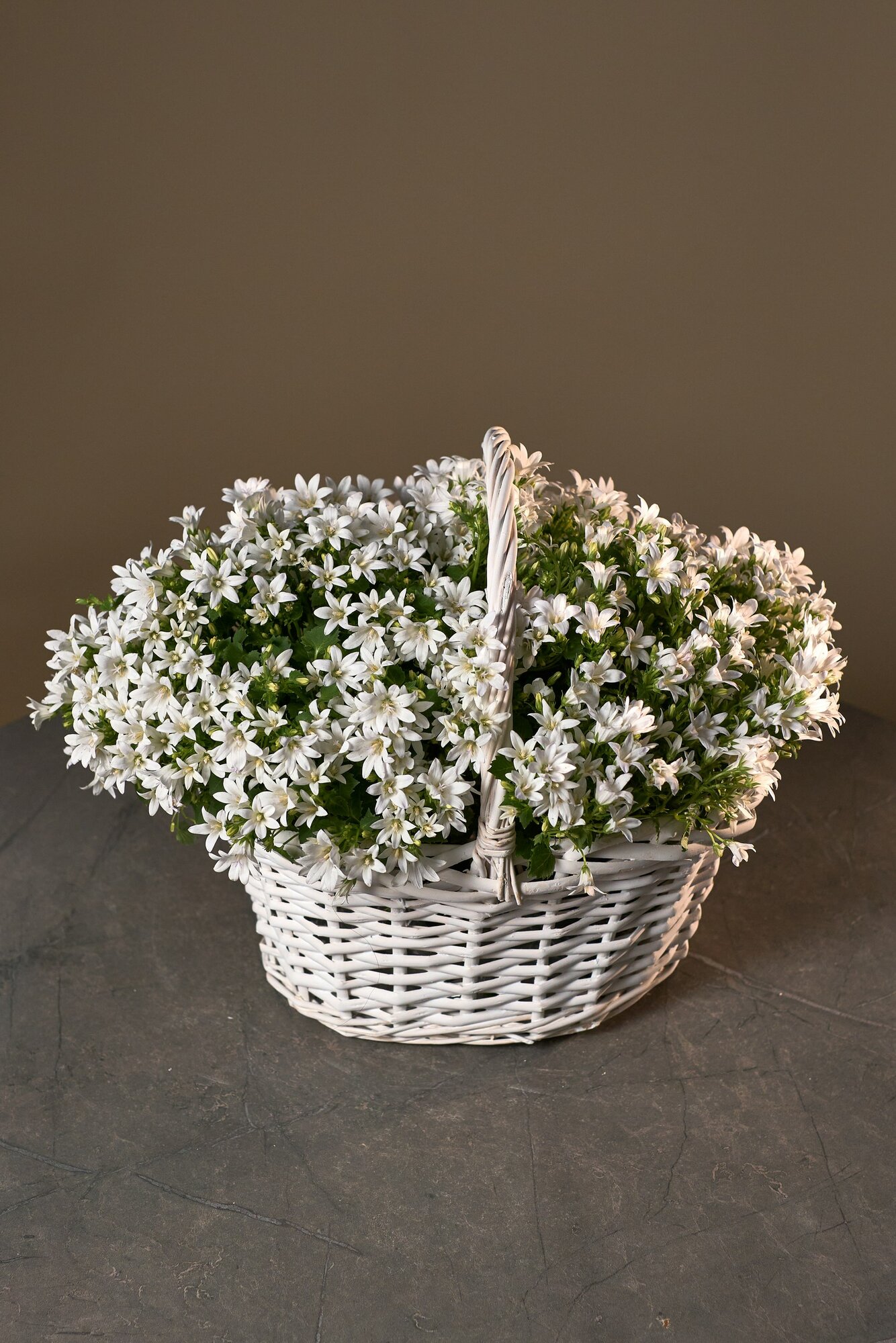 Колокольчики (кампанула) белые в корзине от бренда Margo plants