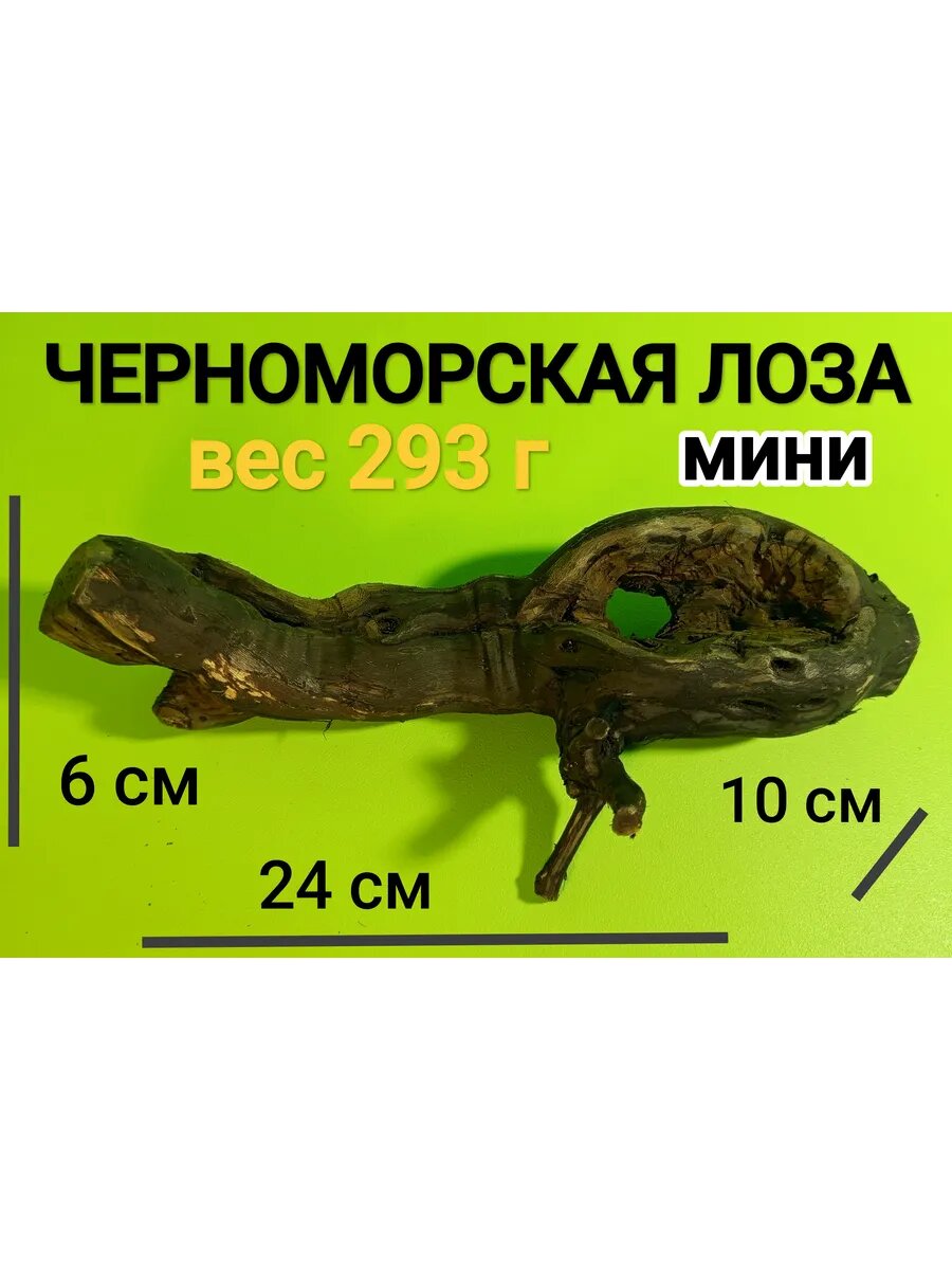Виноградная лоза черноморская мини для аквариума, террариума