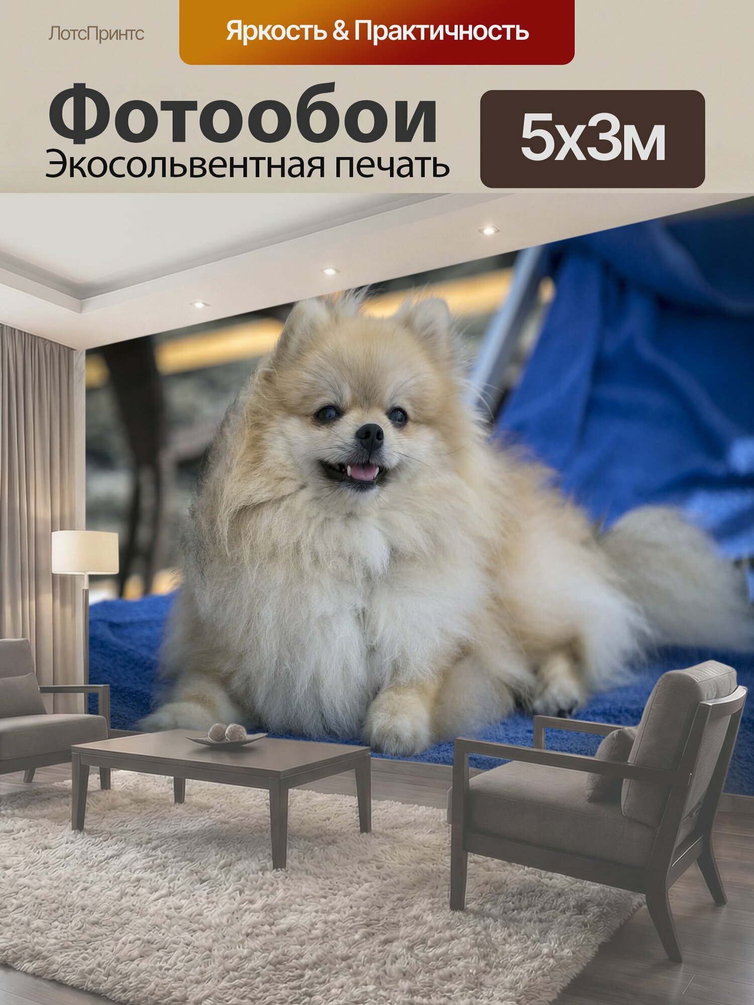 Фотообои "Собака, шпиц, милый" 500x300 см. экосольвентная печать