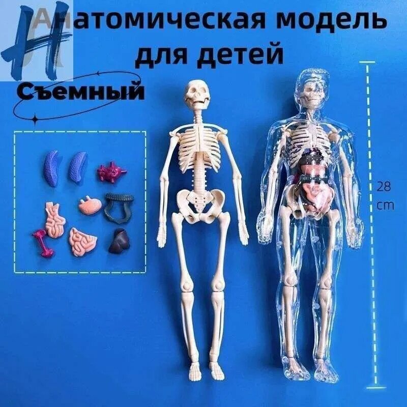 Анатомическая модель для детей "Строение тела человека", с открывающимся корпусом, скелет + внутренние органы