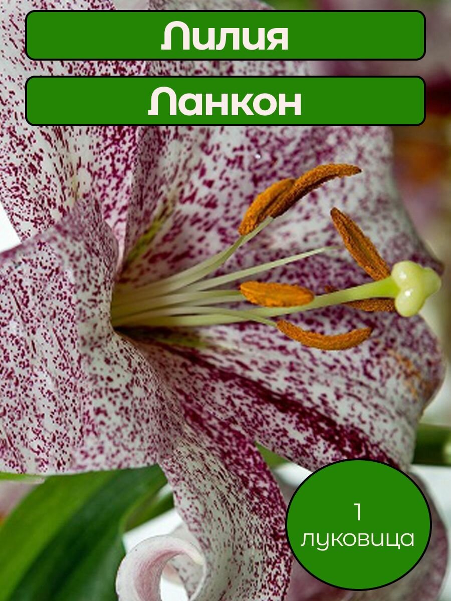 Луковицы Лилия Ланкон 1 шт