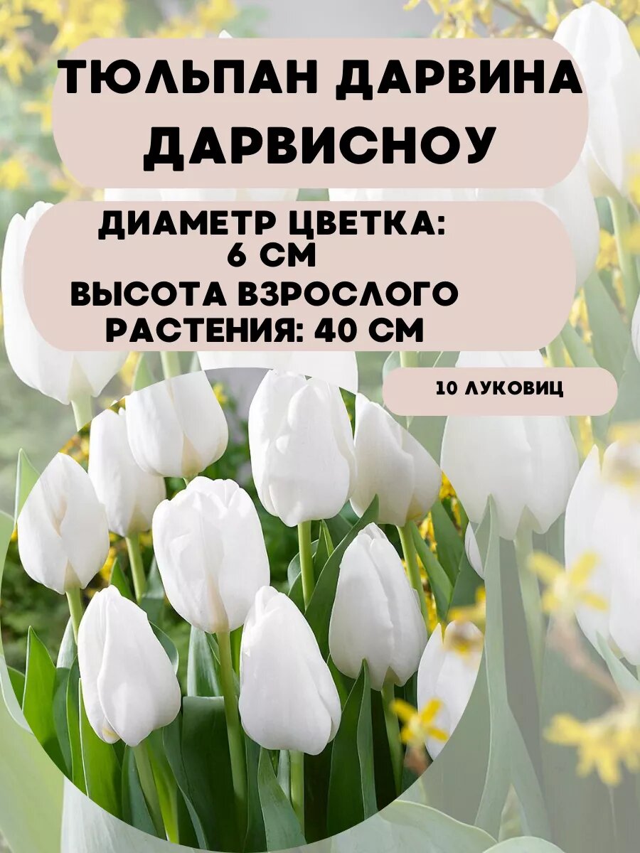 Тюльпан махровый попугайный триумф