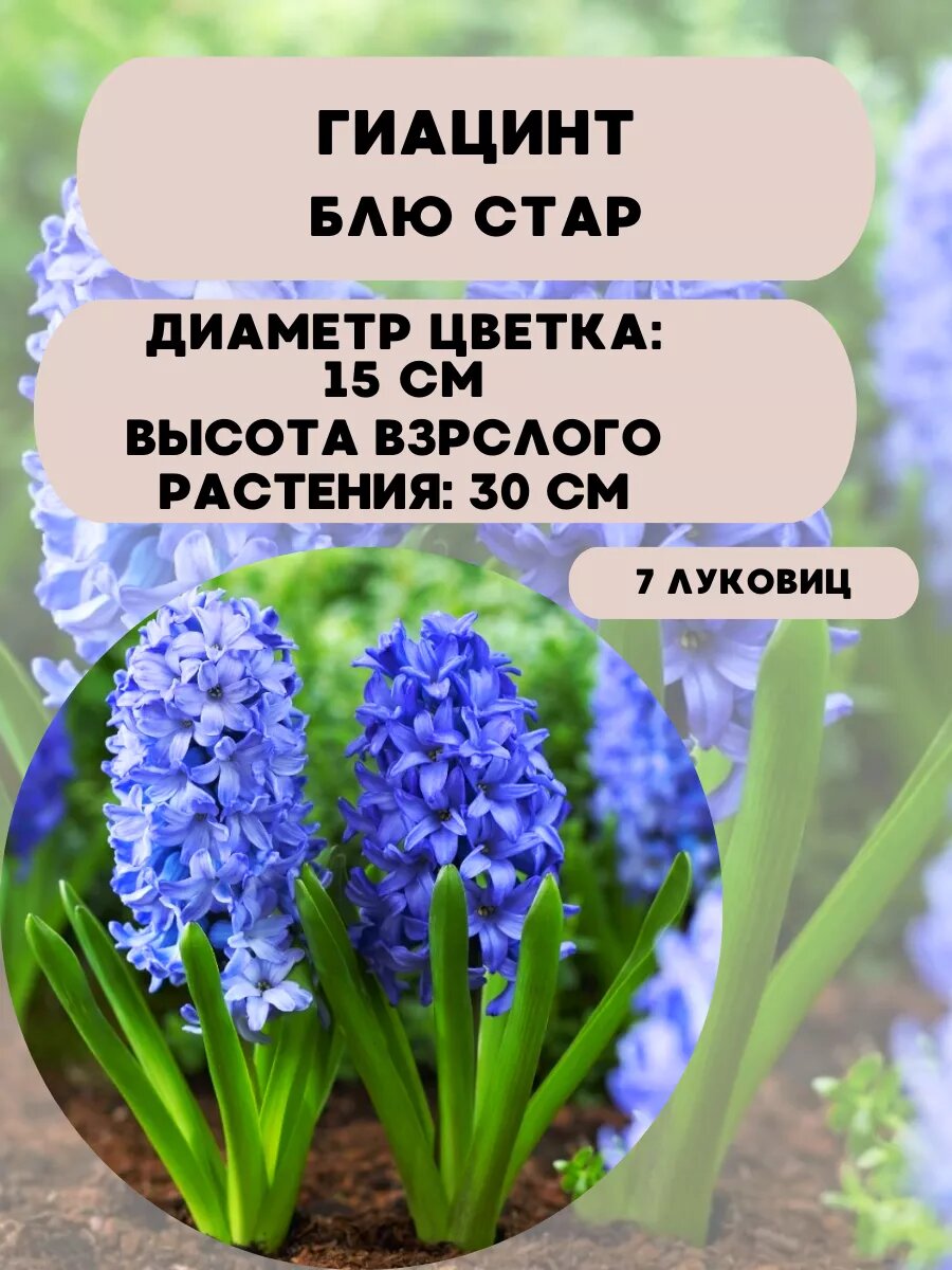 Луковицы гиацинта/Гиацинт цветок