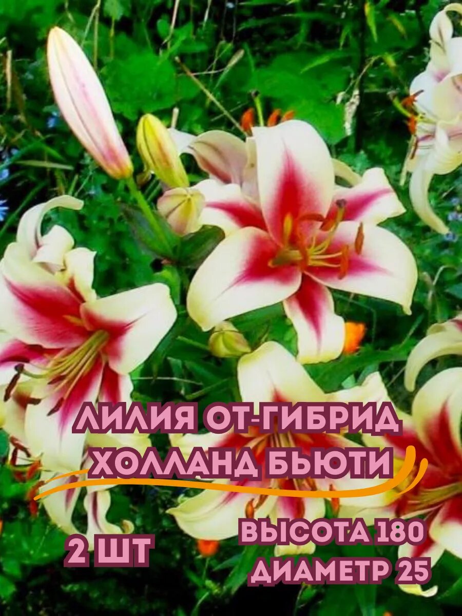 Луковицы многолетних растений лилий