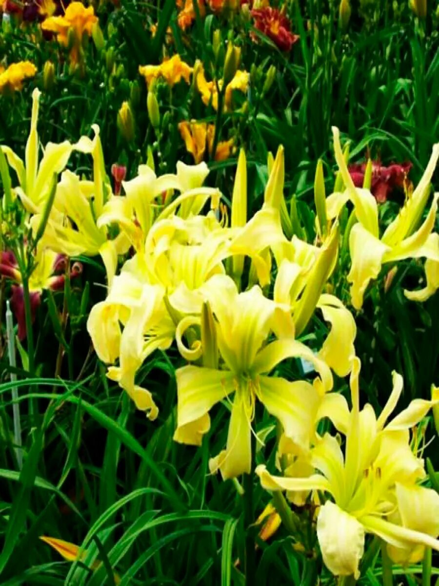 Лилейник Desert Icicle C1