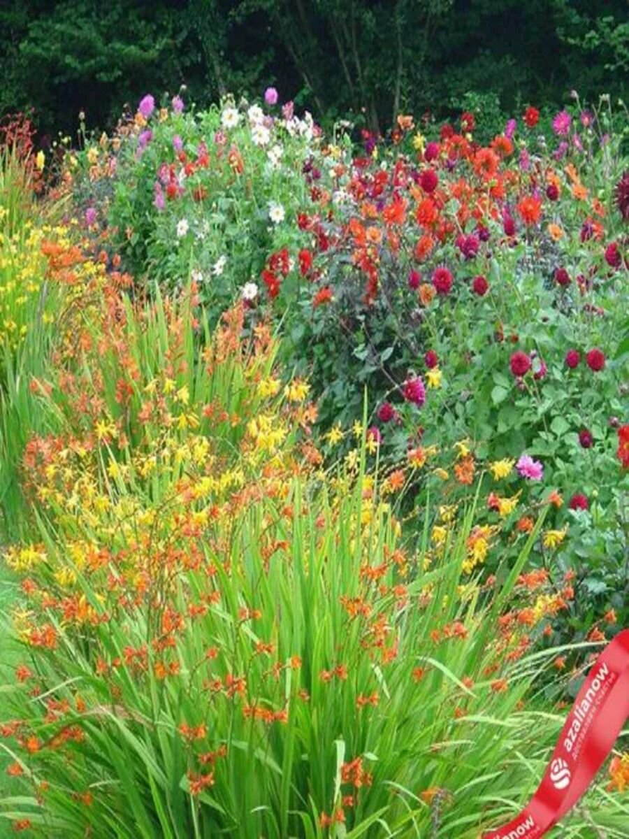 Крокосмия Holland Bulb Market, 5шт, многолетник, засухоустойчивая, высота 70см — фото 1