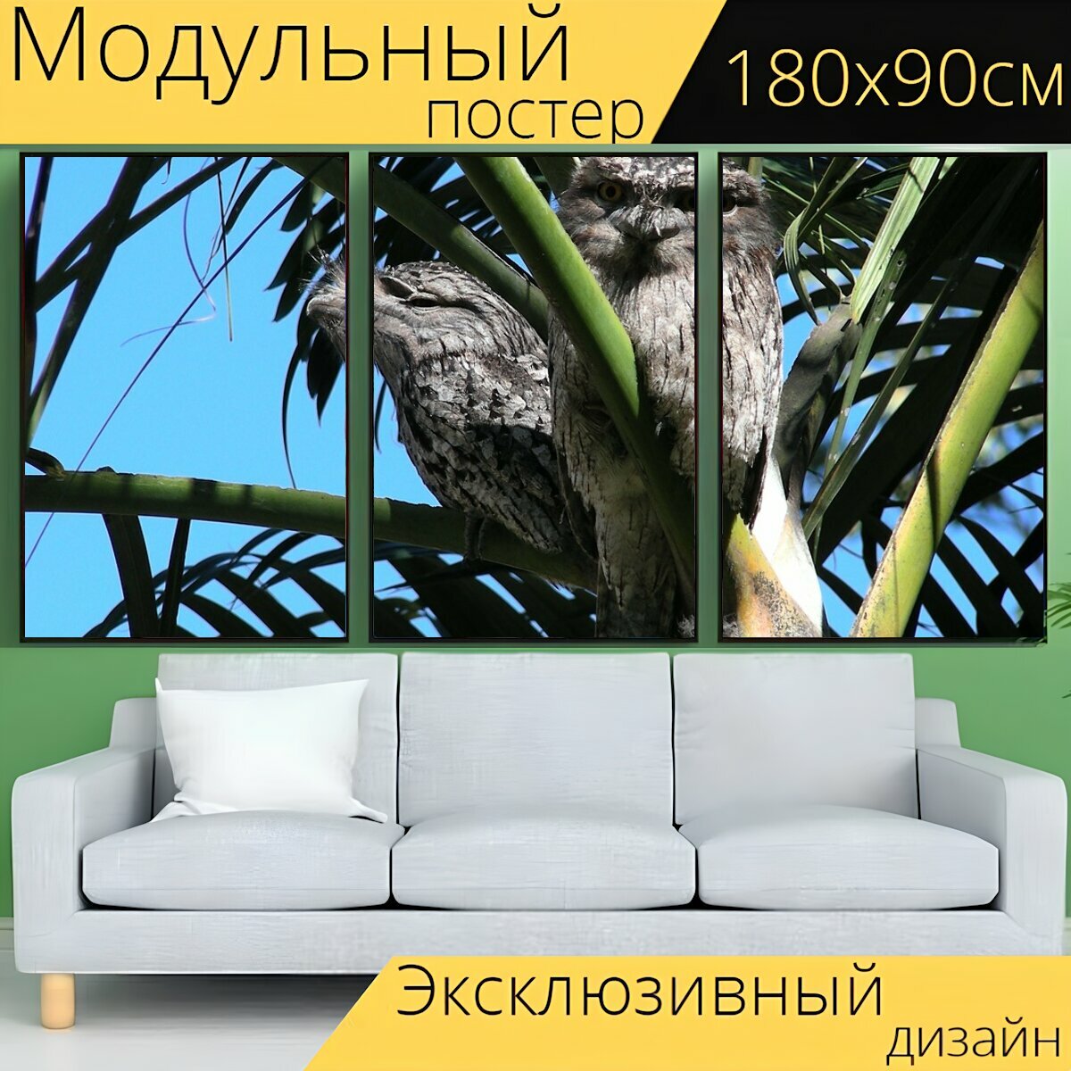 Модульный постер "Исполинский белоног, совиные козодои птицы, птицы" 180 x 90 см. для интерьера на стену в тубусе