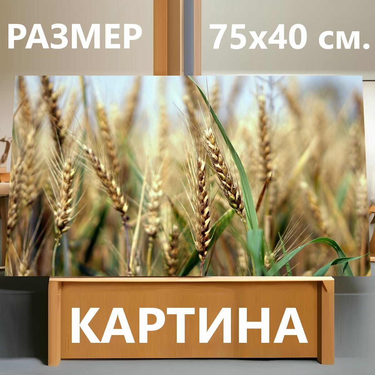 Картина на холсте "Пшеница, пшеничное поле, кукурузное поле" на подрамнике 75х40 см. для интерьера