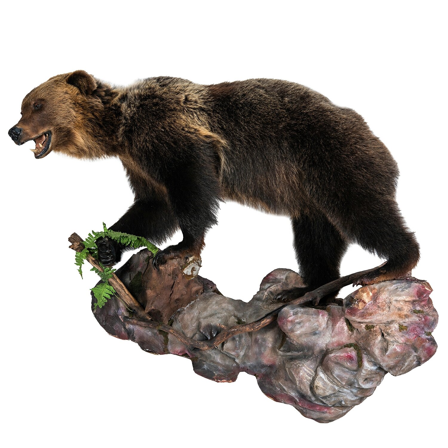 203344 Таксидермия Чучело медведя (идет)