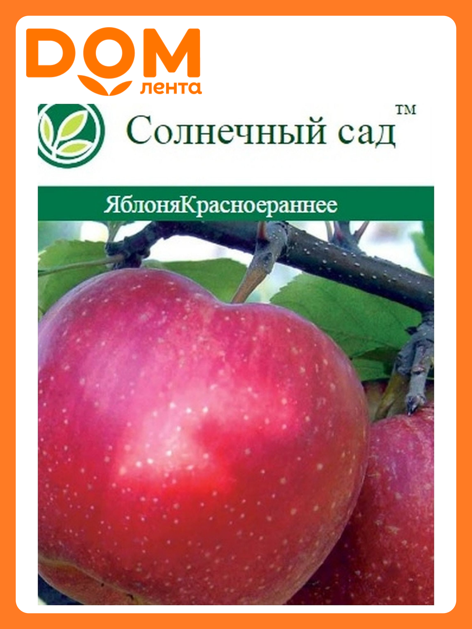 Яблоня "Красное ранее", морозостойкая, многолетняя, 60 см, 1,5 кг