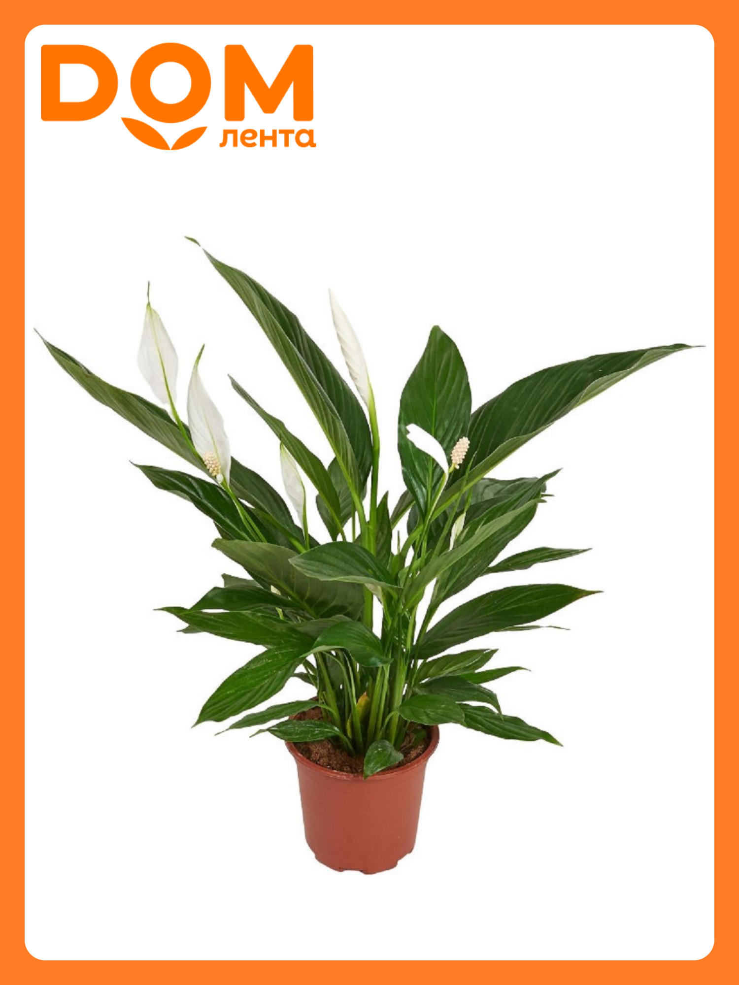 Растение FLORA GROUP "Спатифиллум Чико", 20см, яркое цветение, неприхотливое