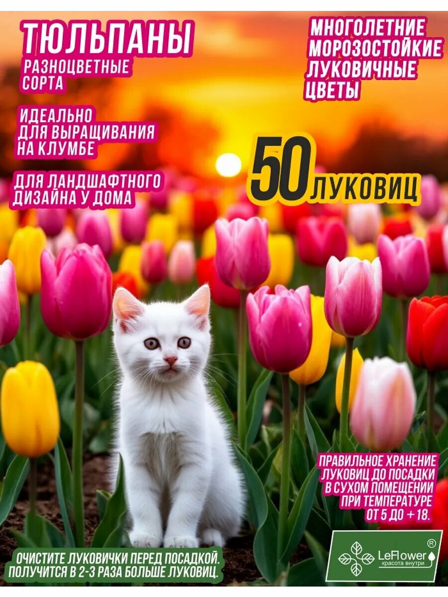 Тюльпан Луковица, Микс сортов, 50шт