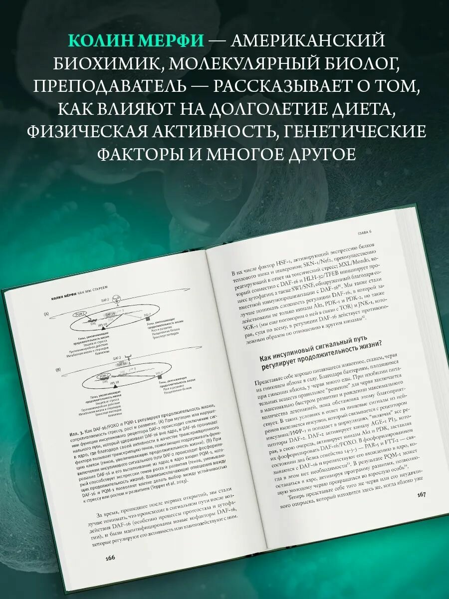 Как мы стареем — фото 1