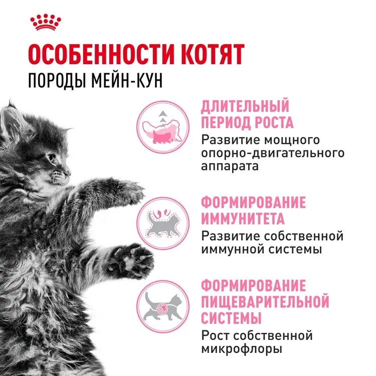 ROYAL CANIN Maine Coon Корм сухой для Котят породы Мейн-Кун, 400 г